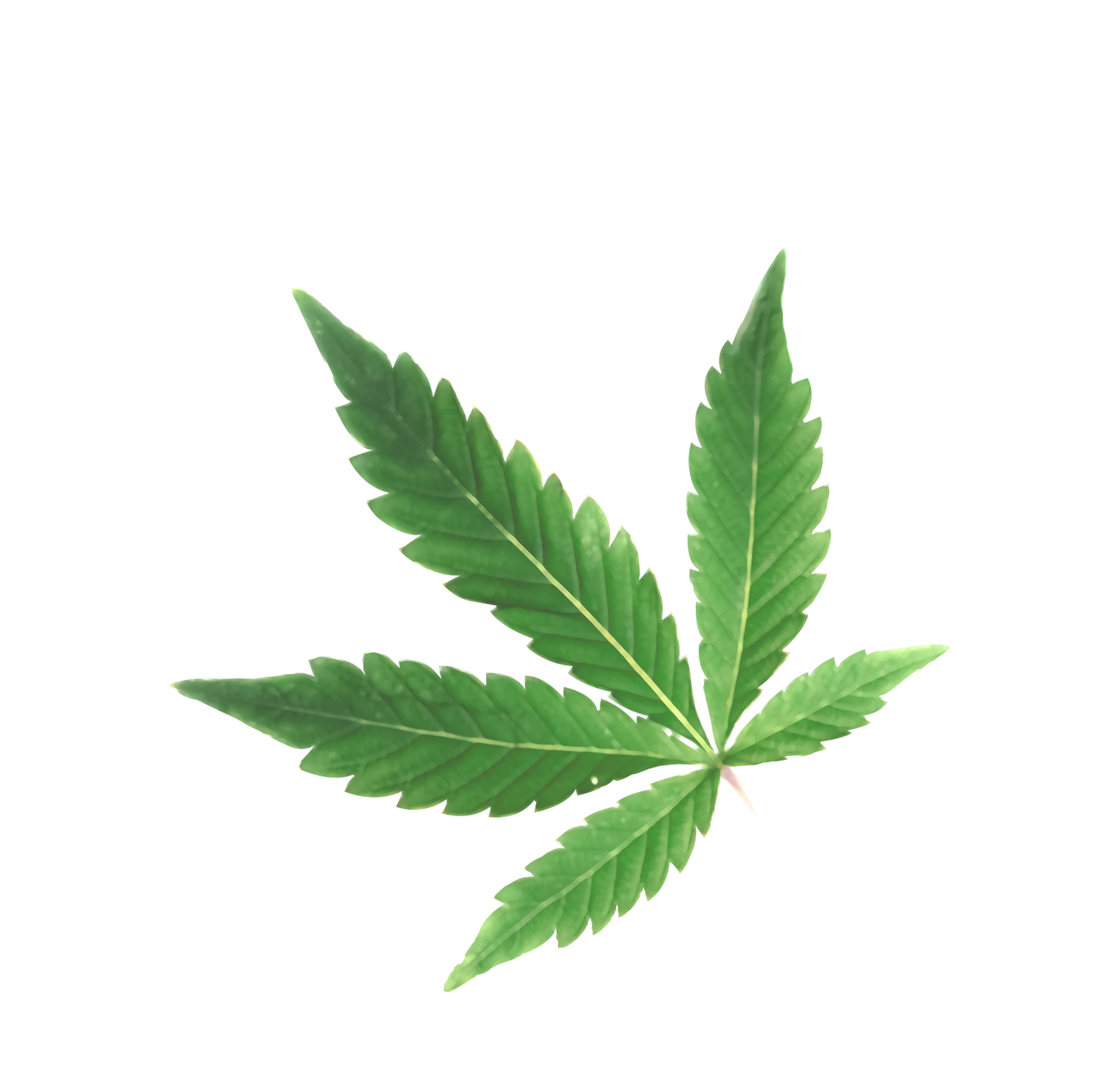 CONTACTO - Celestial CBD